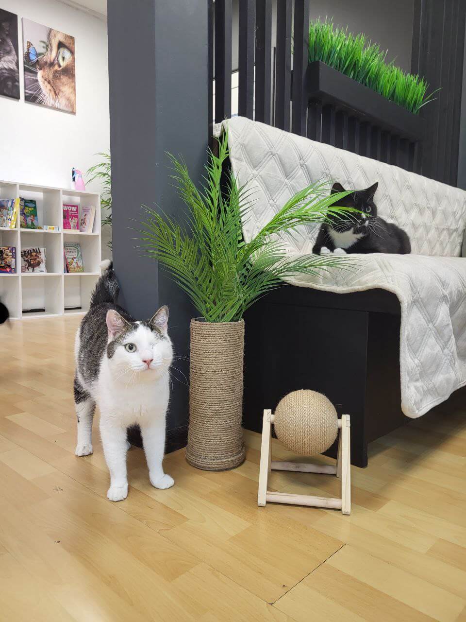 Мяу Мяу Кафе